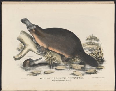 platypus drawing