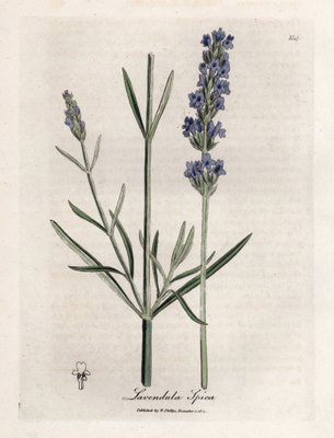 Lavender Scientific Illustration