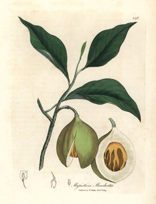 Nutmeg Tree Drawing