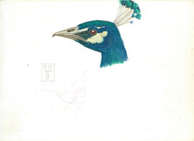 peacock head drawing