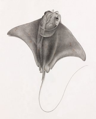 How To Draw A Realistic Stingray