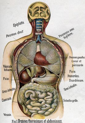 upper torso organs