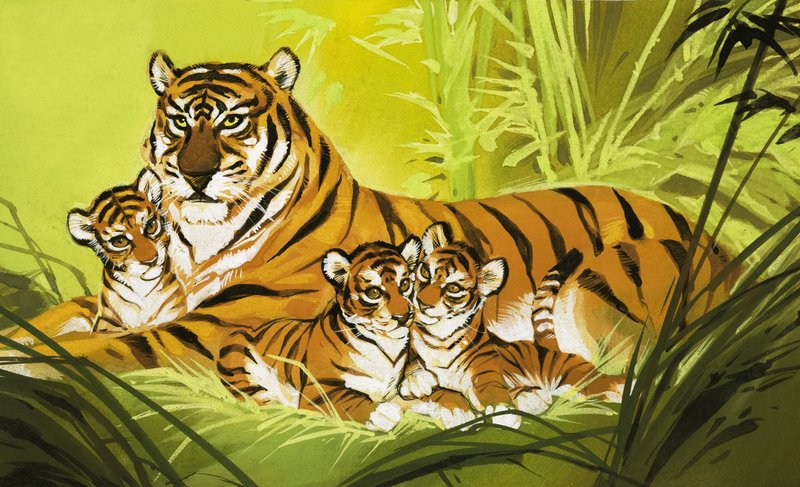 Family of Tigers by Angus McBride: Buy fine art print