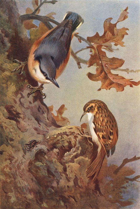 Treecreeper Or Nuthatch