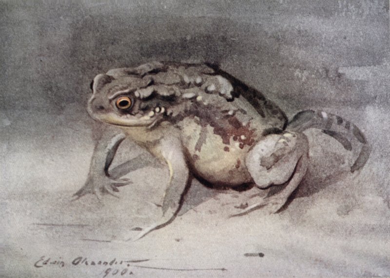 Toad by Edwin John Alexander: Buy fine art print