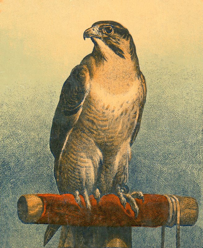 Falcon by Edwin Landseer: Highest-quality art reproduction