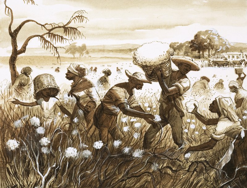 Slaves Picking Cotton African American Slaves Picking Cotton Our