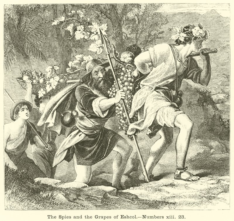 The Spies and the Grapes of Eshcol, Numbers 13:23